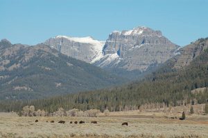 Yellowstone Upper Loop Tour - Yellowstone Tours