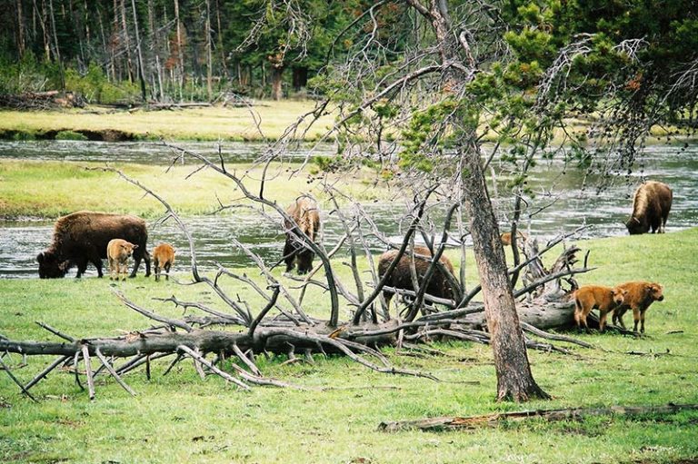 Yellowstone Upper Loop Tour - Yellowstone Tours