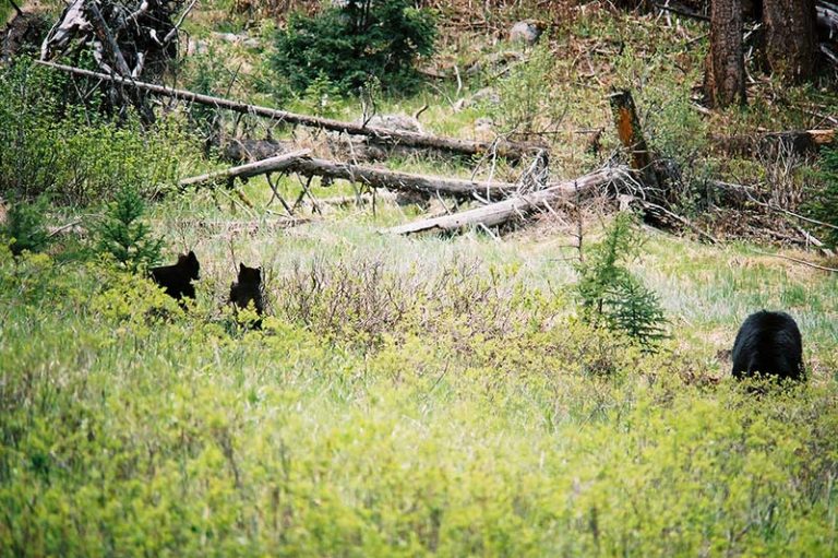 Yellowstone Upper Loop Tour - Yellowstone Tours