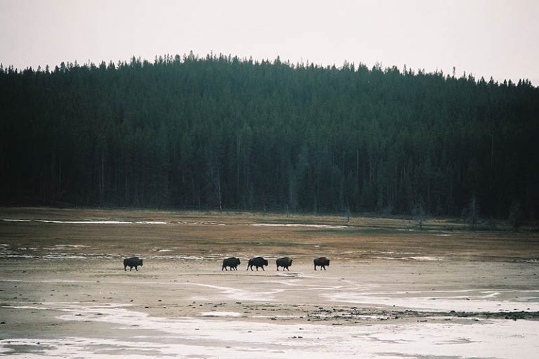 Yellowstone Upper Loop Tour From West Yellowstone - Yellowstone Tours